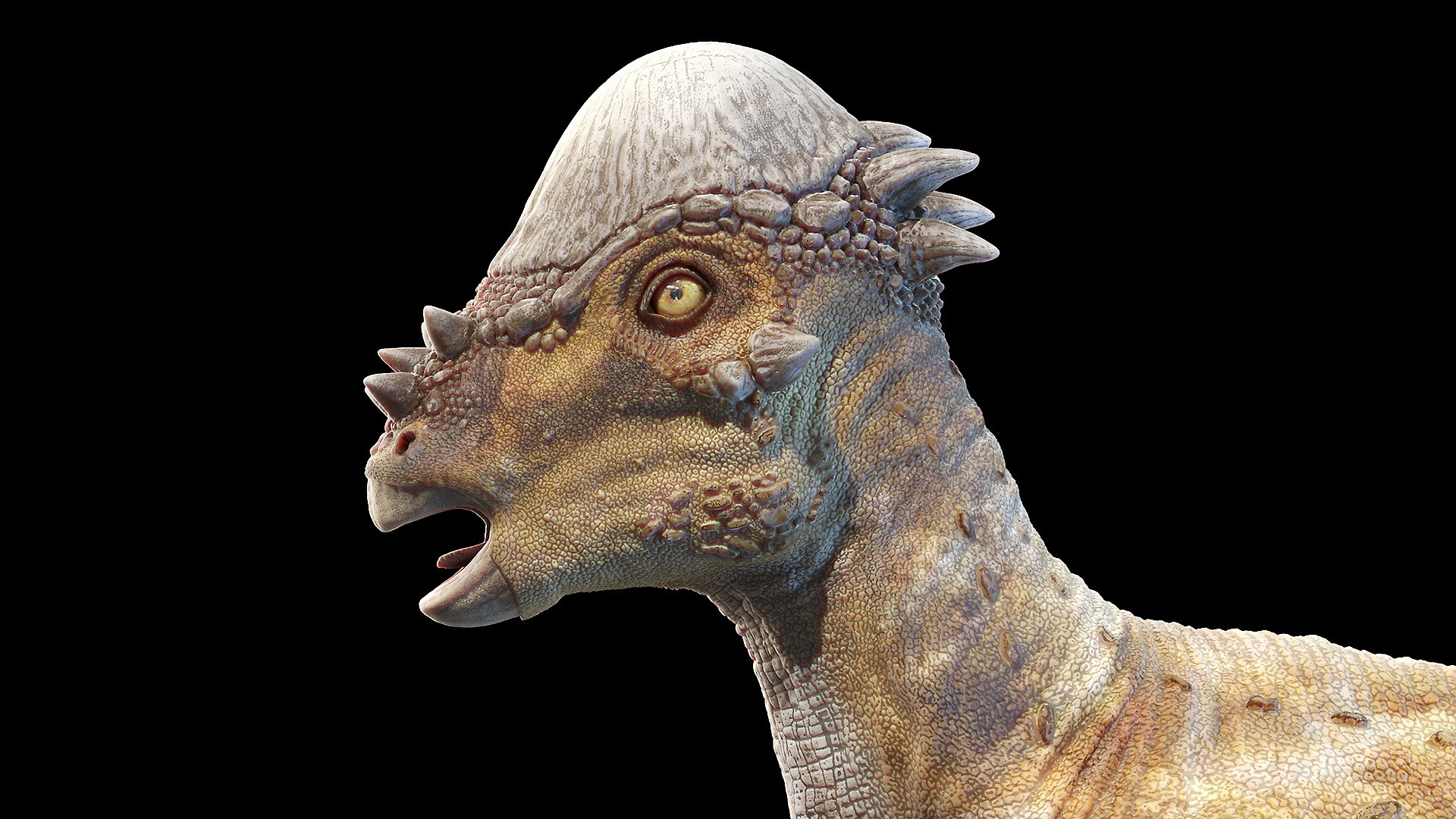 Pachycephalosaurus p model - TurboSquid 1597702
