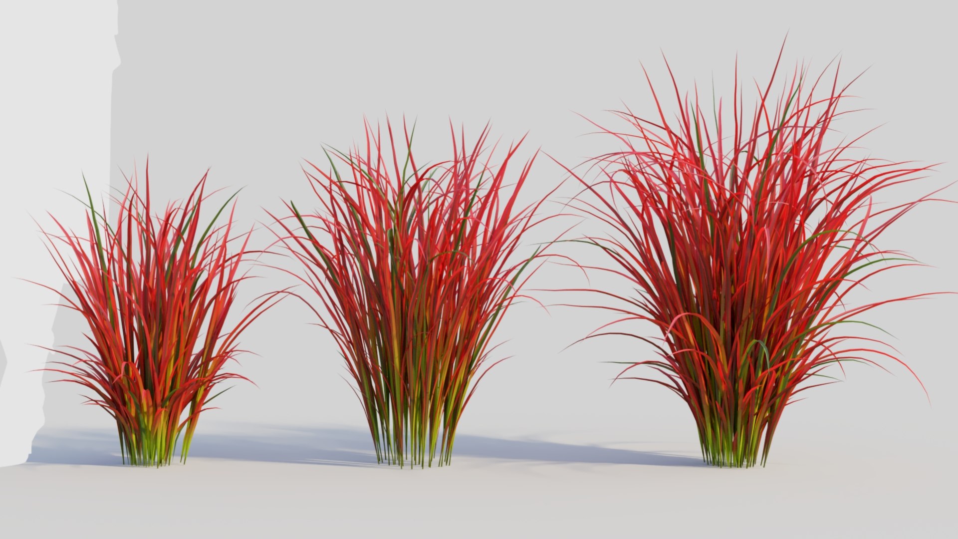 3D Imperata Cylindrica Rubra C Model - TurboSquid 2225204