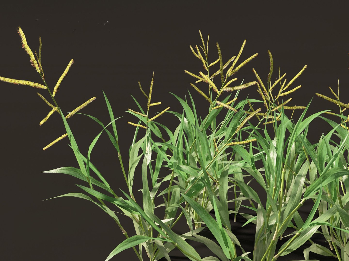 Paspalum Wettsteinii - Broadleaf Paspalum Model - TurboSquid 2126633