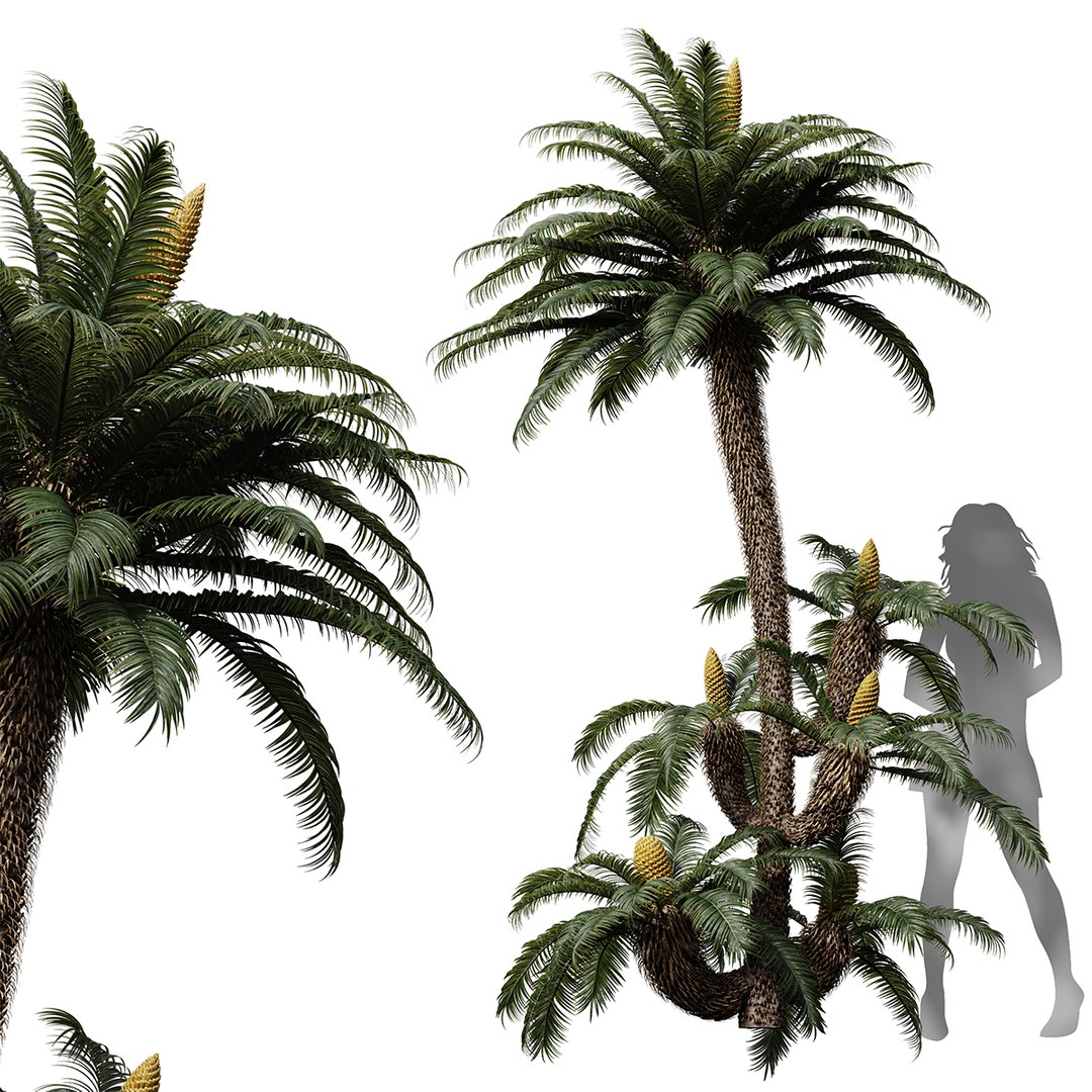 New Tree High Detail Cycas Revoluta Palmfarn Fruit Tree Family 3D Model ...