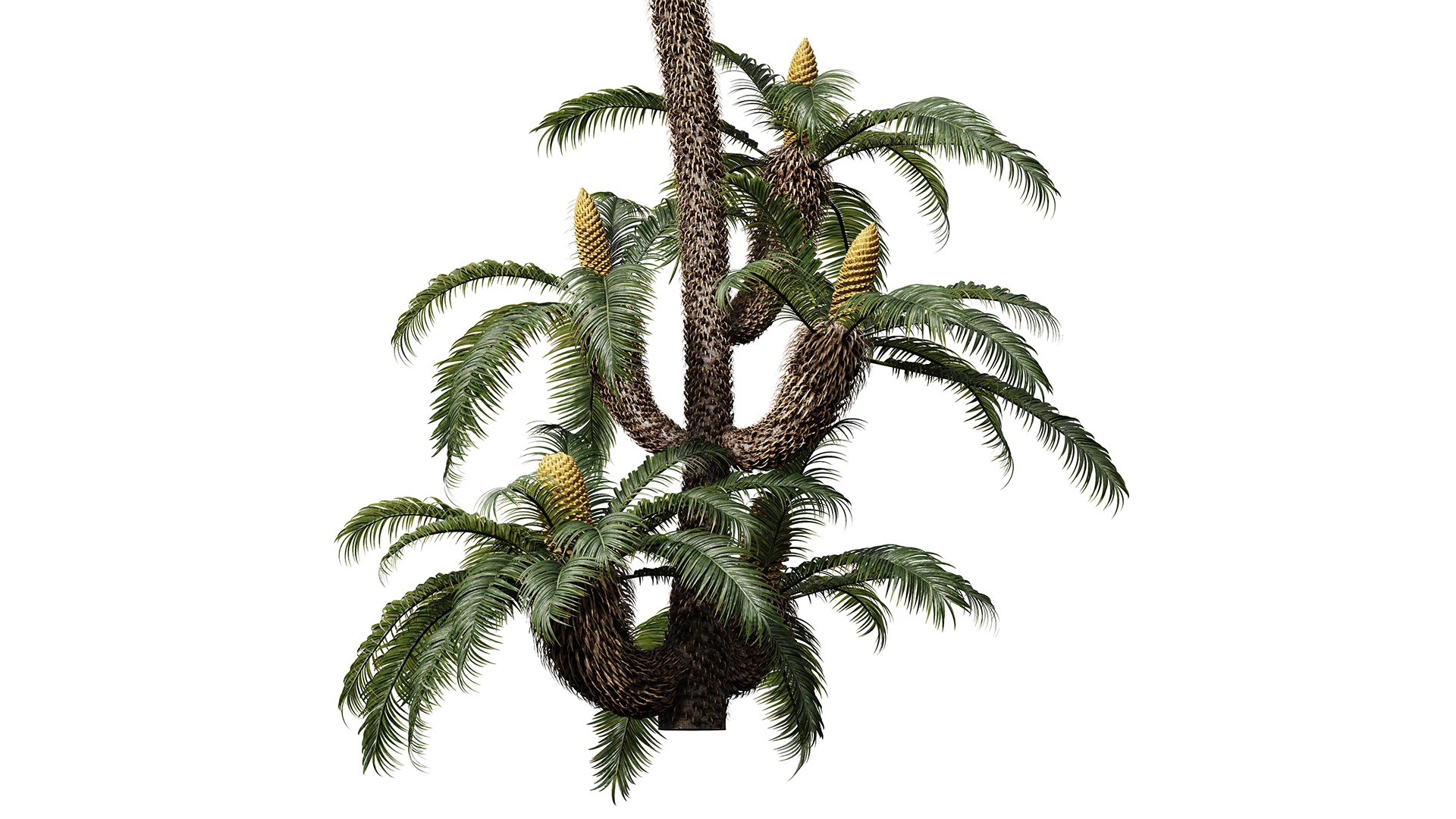 New Tree High Detail Cycas Revoluta Palmfarn Fruit Tree Family 3D Model ...