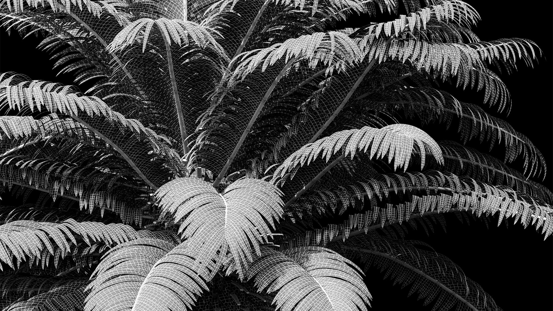 New Tree High Detail Cycas Revoluta Palmfarn Fruit Tree Family 3D Model ...