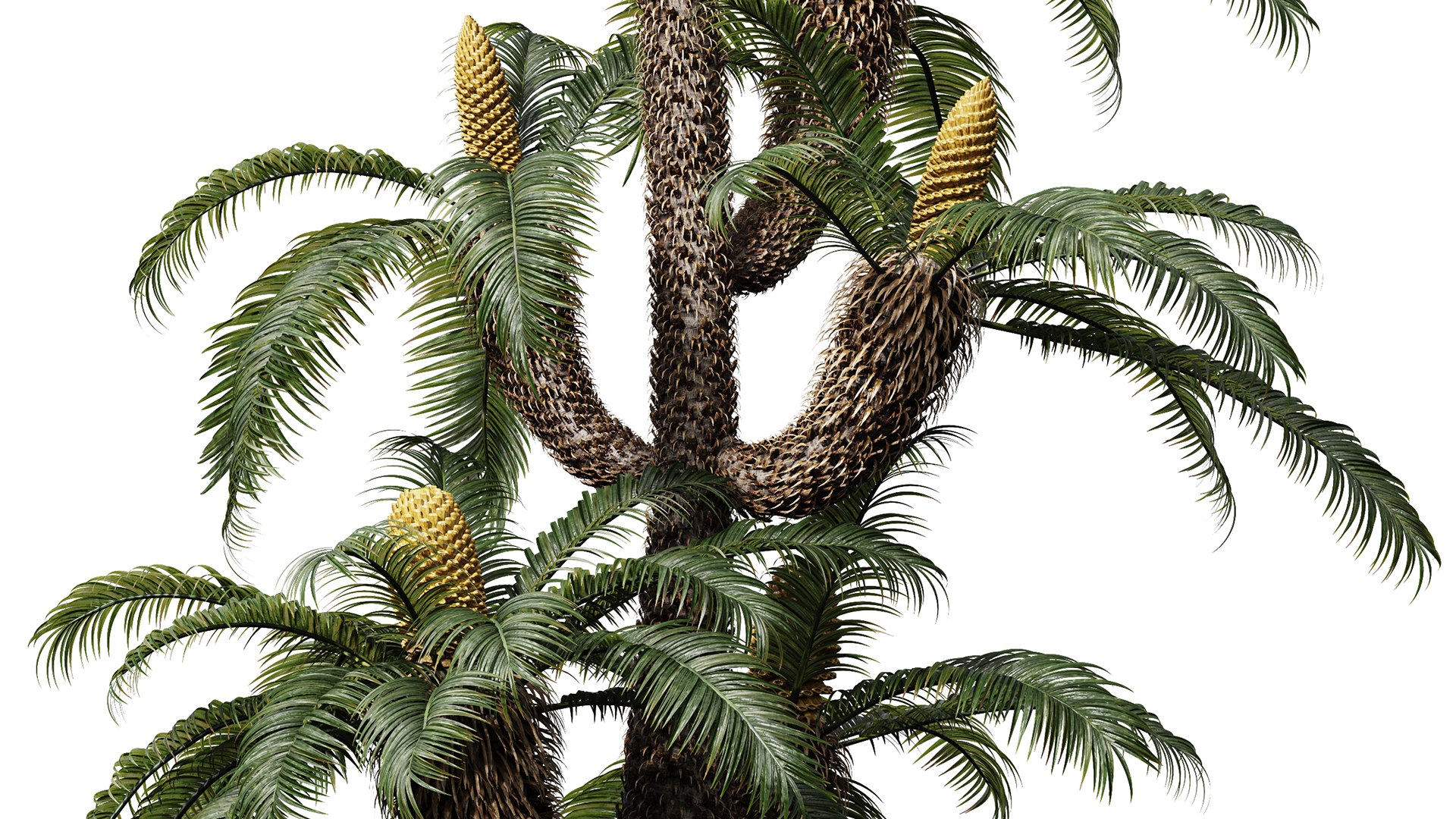 New Tree High Detail Cycas Revoluta Palmfarn Fruit Tree Family 3D Model ...