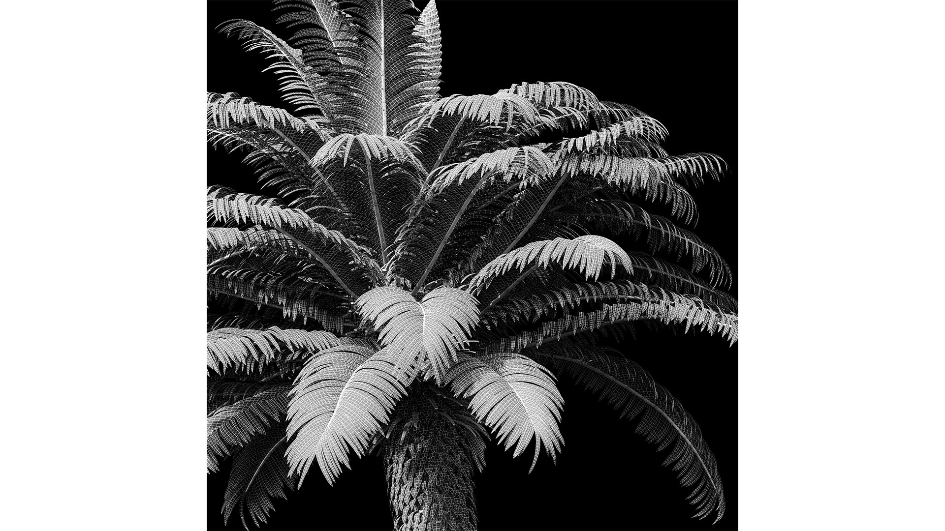 New Tree High Detail Cycas Revoluta Palmfarn Fruit Tree Family 3D Model ...