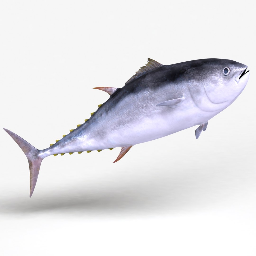 Dugm02 Giant Bluefin Tuna 3d Model