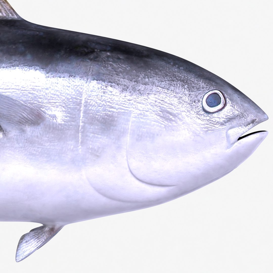 Dugm02 Giant Bluefin Tuna 3d Model