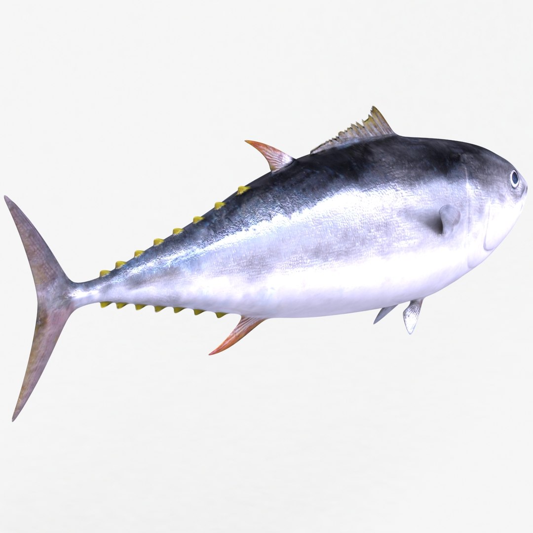Dugm02 Giant Bluefin Tuna 3d Model