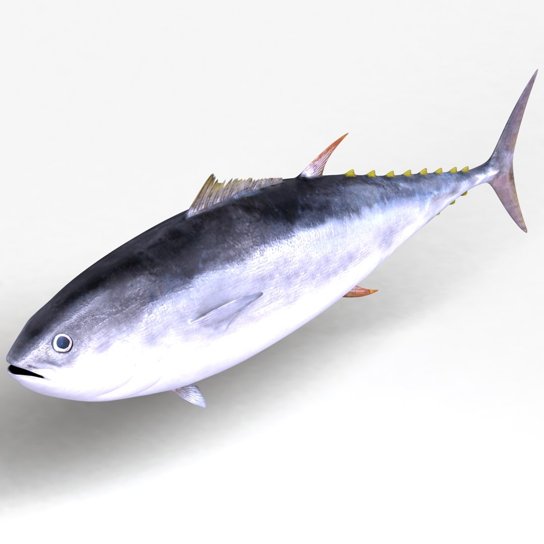 Dugm02 Giant Bluefin Tuna 3d Model