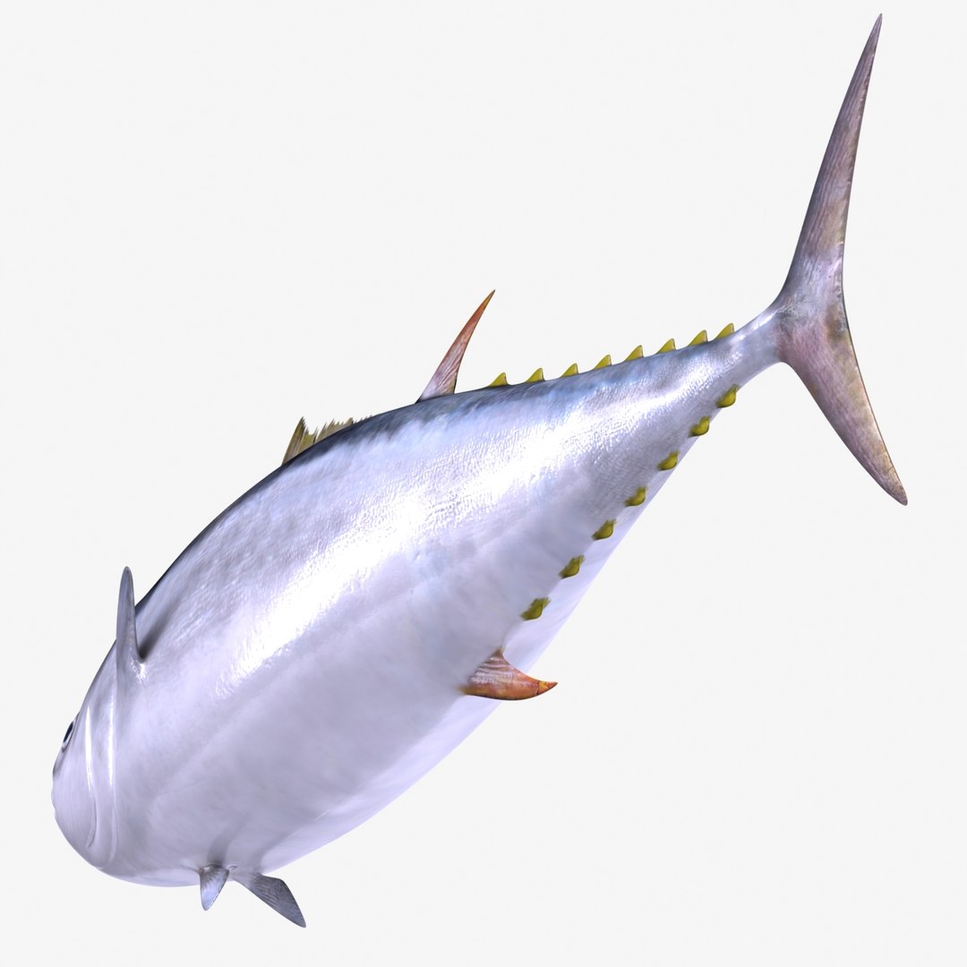 Dugm02 Giant Bluefin Tuna 3d Model