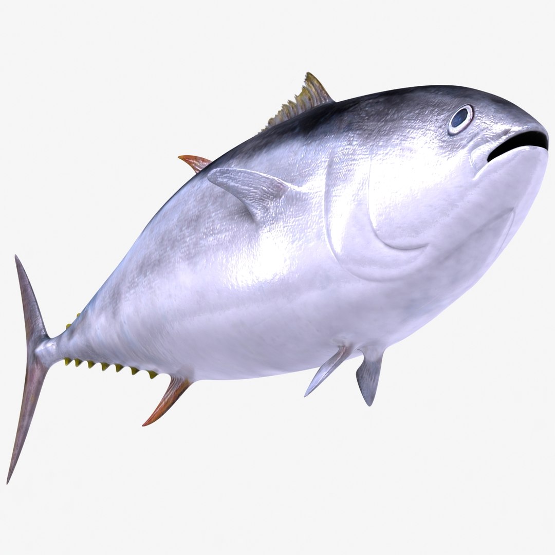 Dugm02 Giant Bluefin Tuna 3d Model
