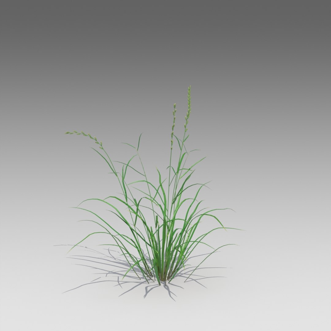 3d Annual Ryegrass Grass Model