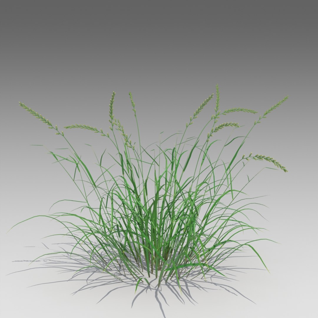 3d Annual Ryegrass Grass Model