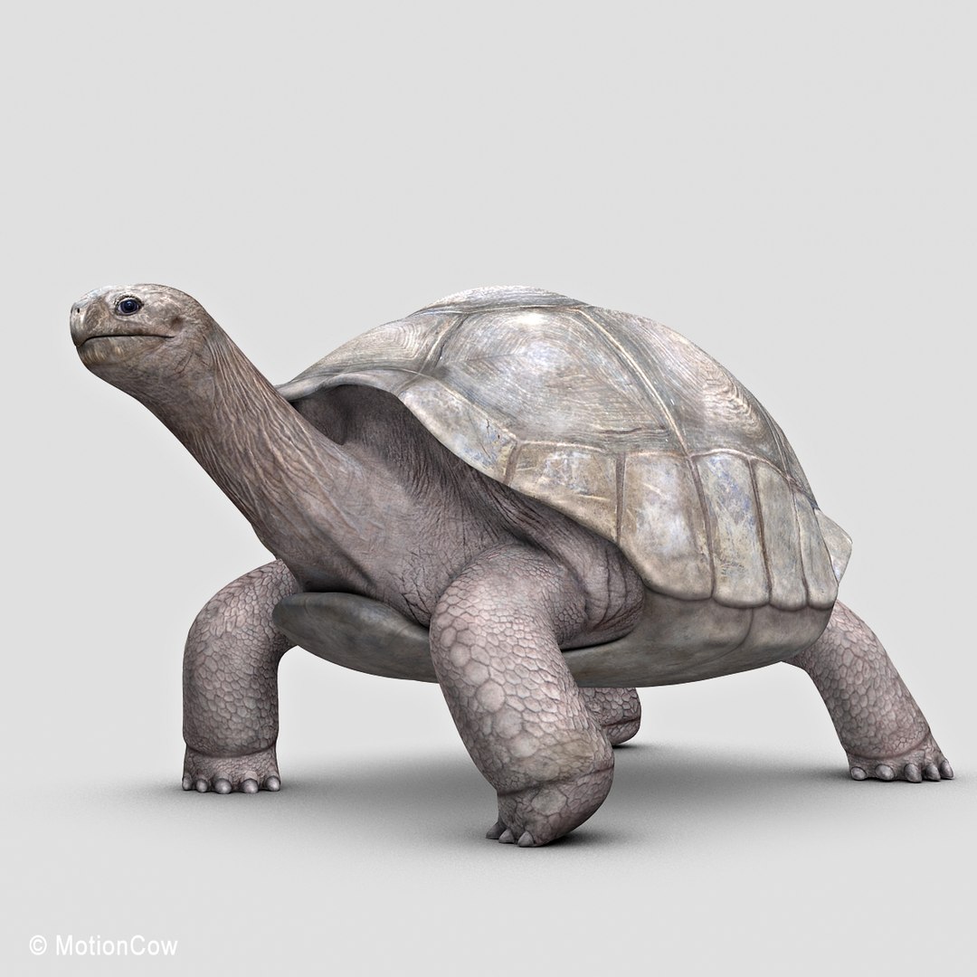 Realistic Giant Tortoise Max
