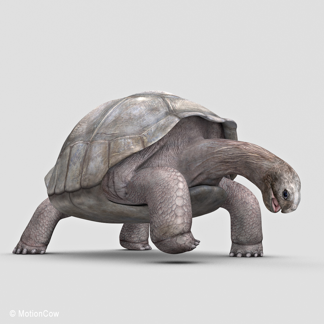 realistic giant tortoise max