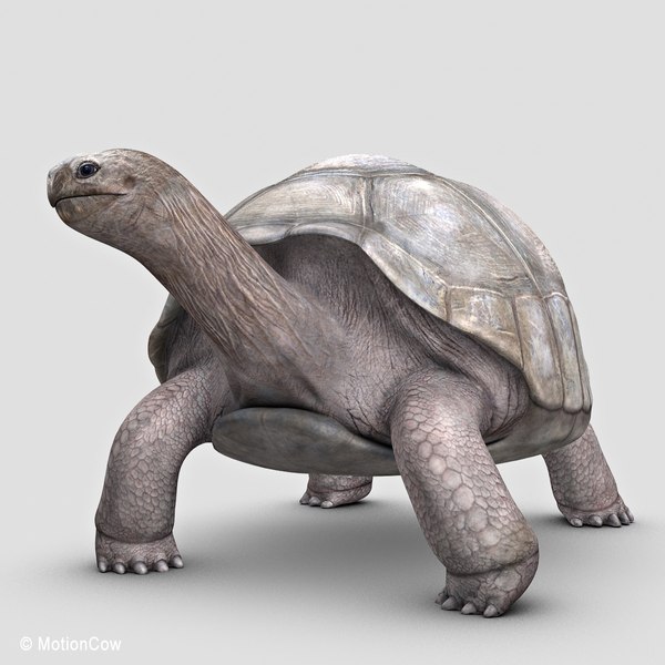 realistic giant tortoise max