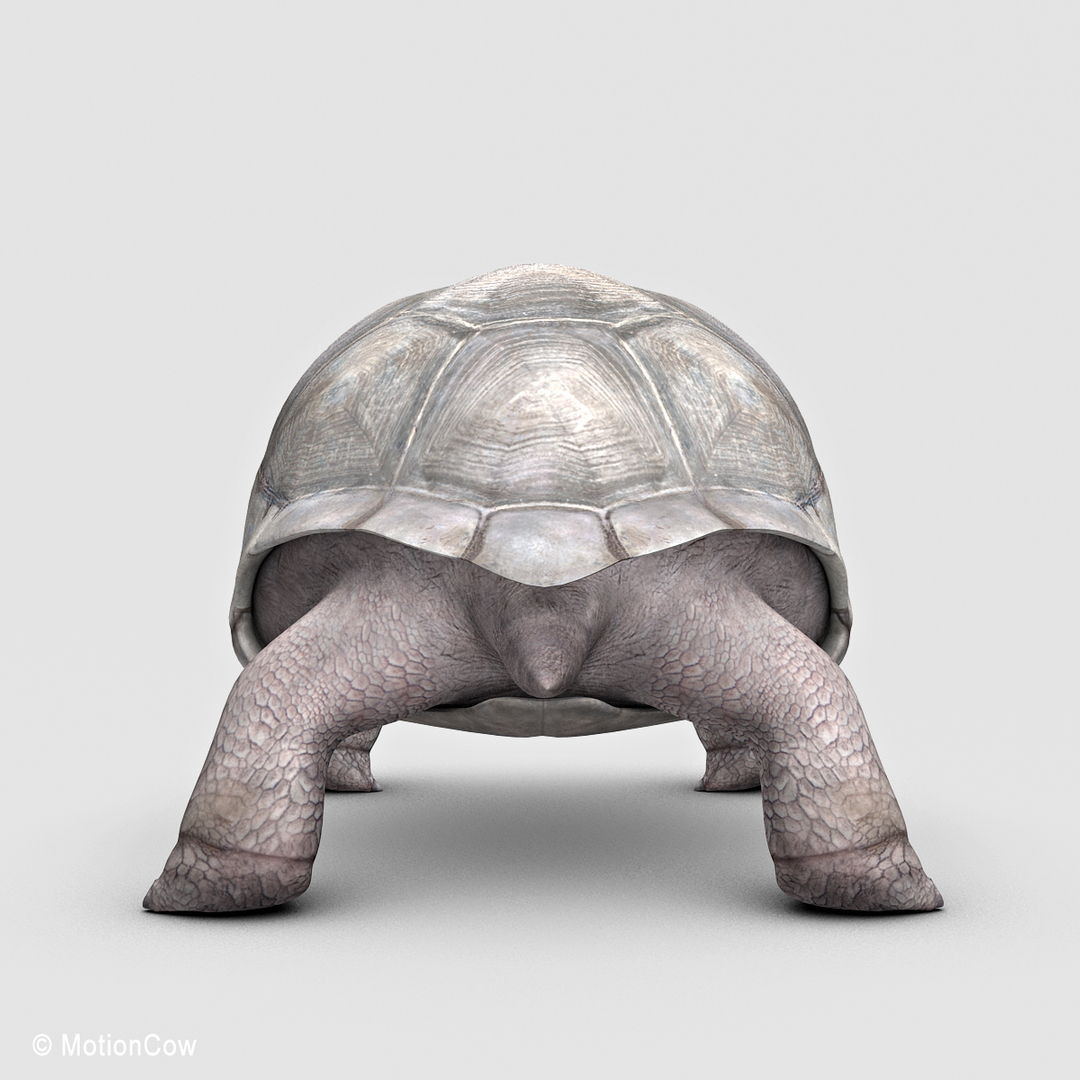 realistic giant tortoise max