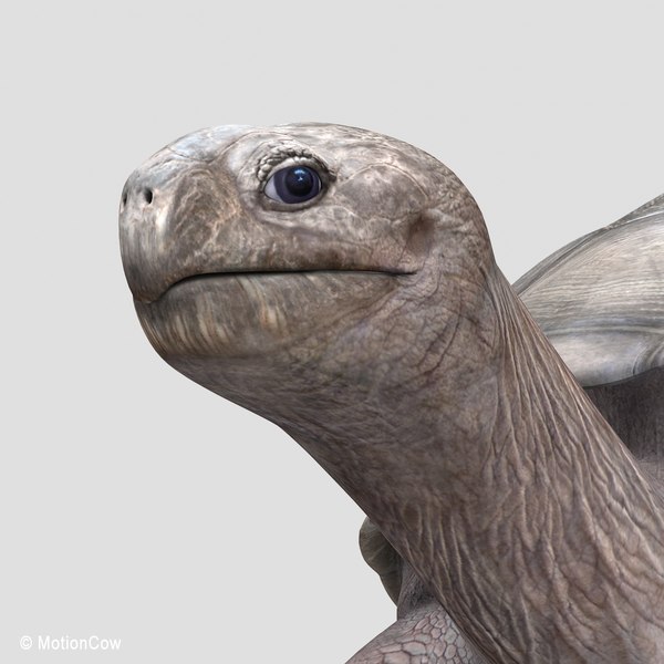 realistic giant tortoise max