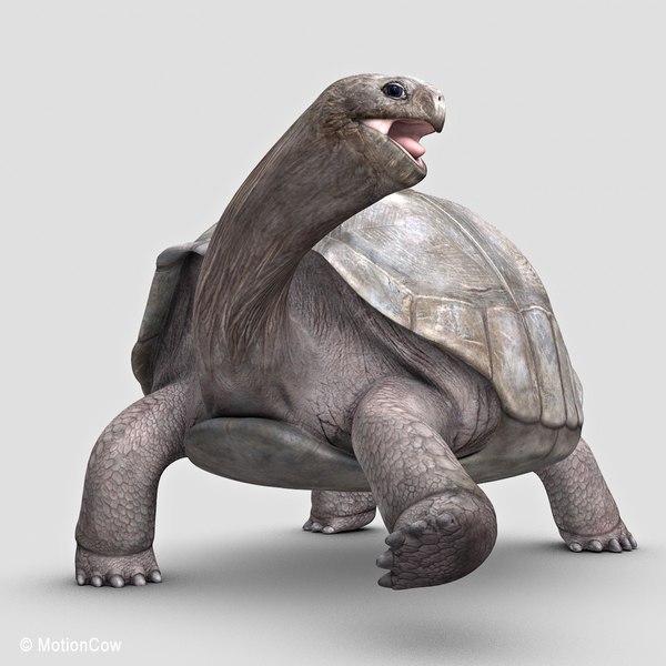 realistic giant tortoise max