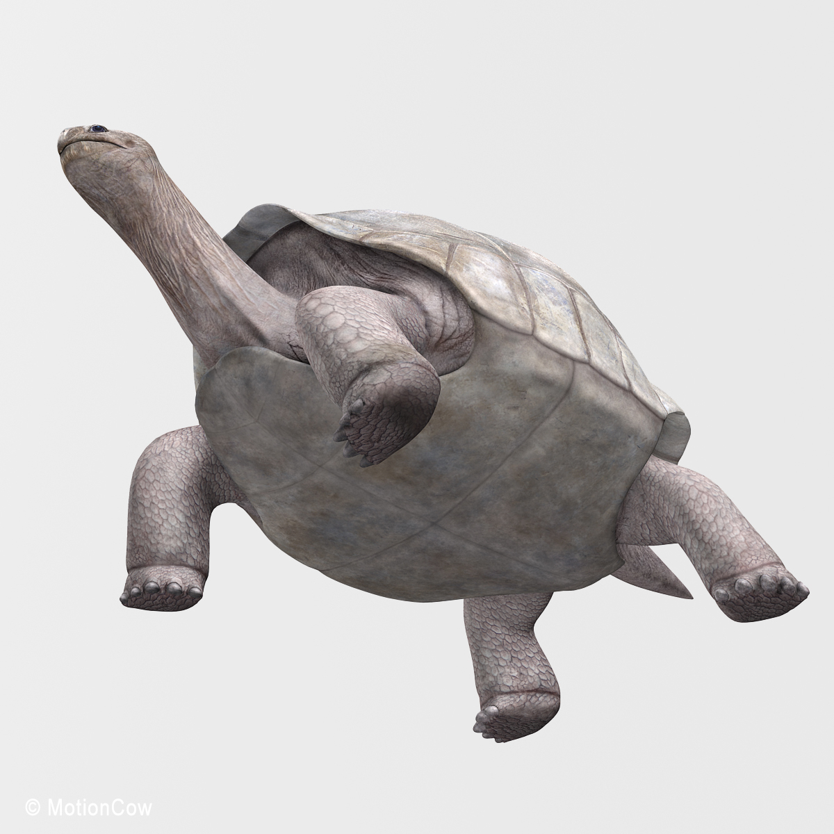 realistic giant tortoise max