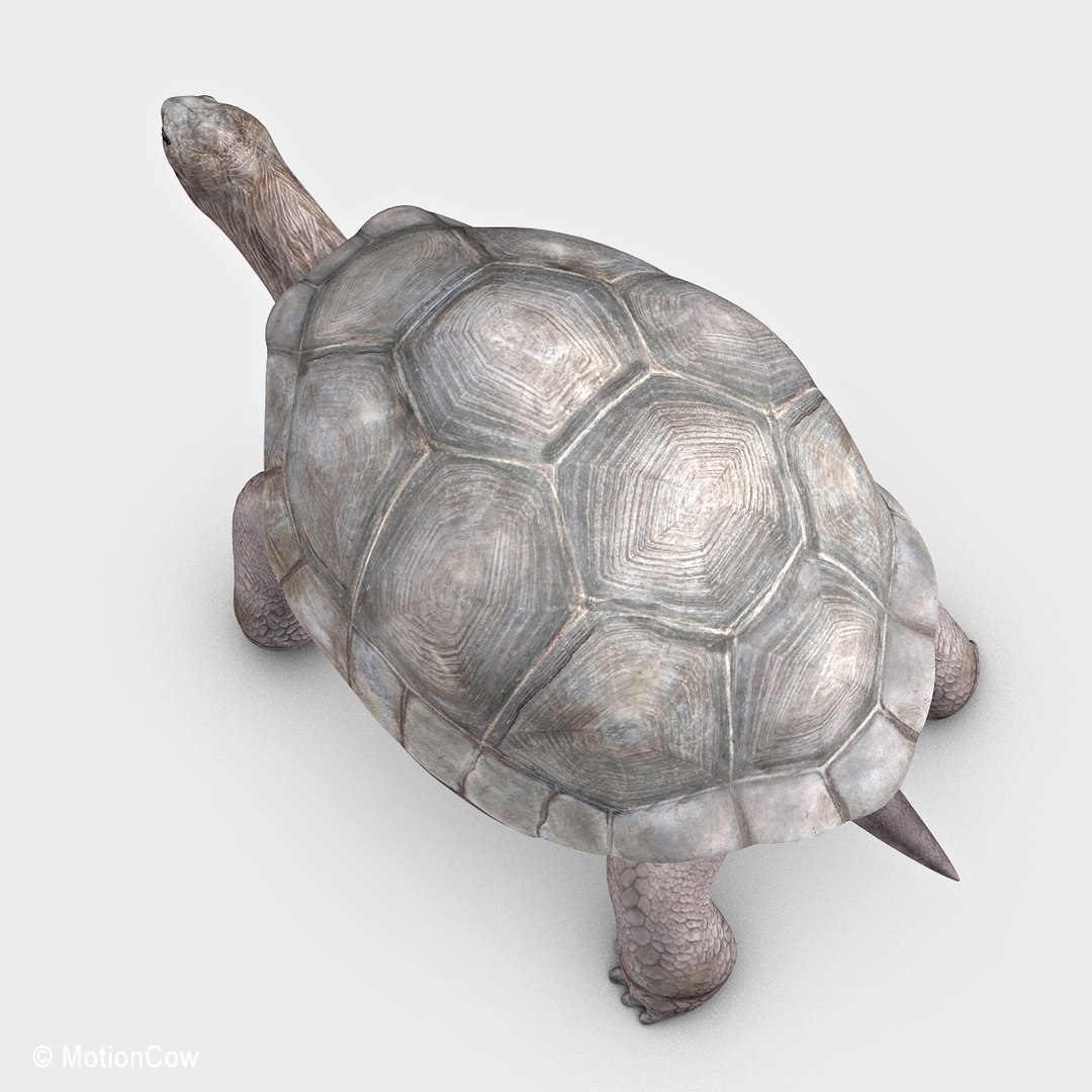 Realistic Giant Tortoise Max