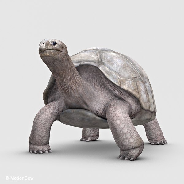 realistic giant tortoise max