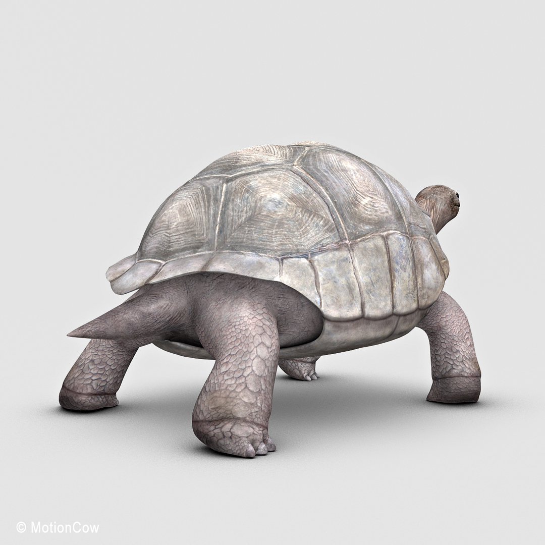 realistic giant tortoise max