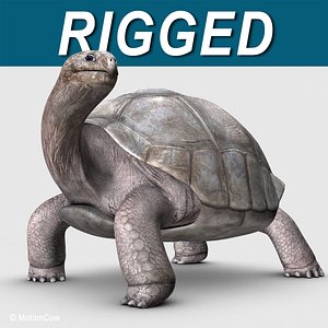 Download Free & Premium Tortoise 3D Models | TurboSquid