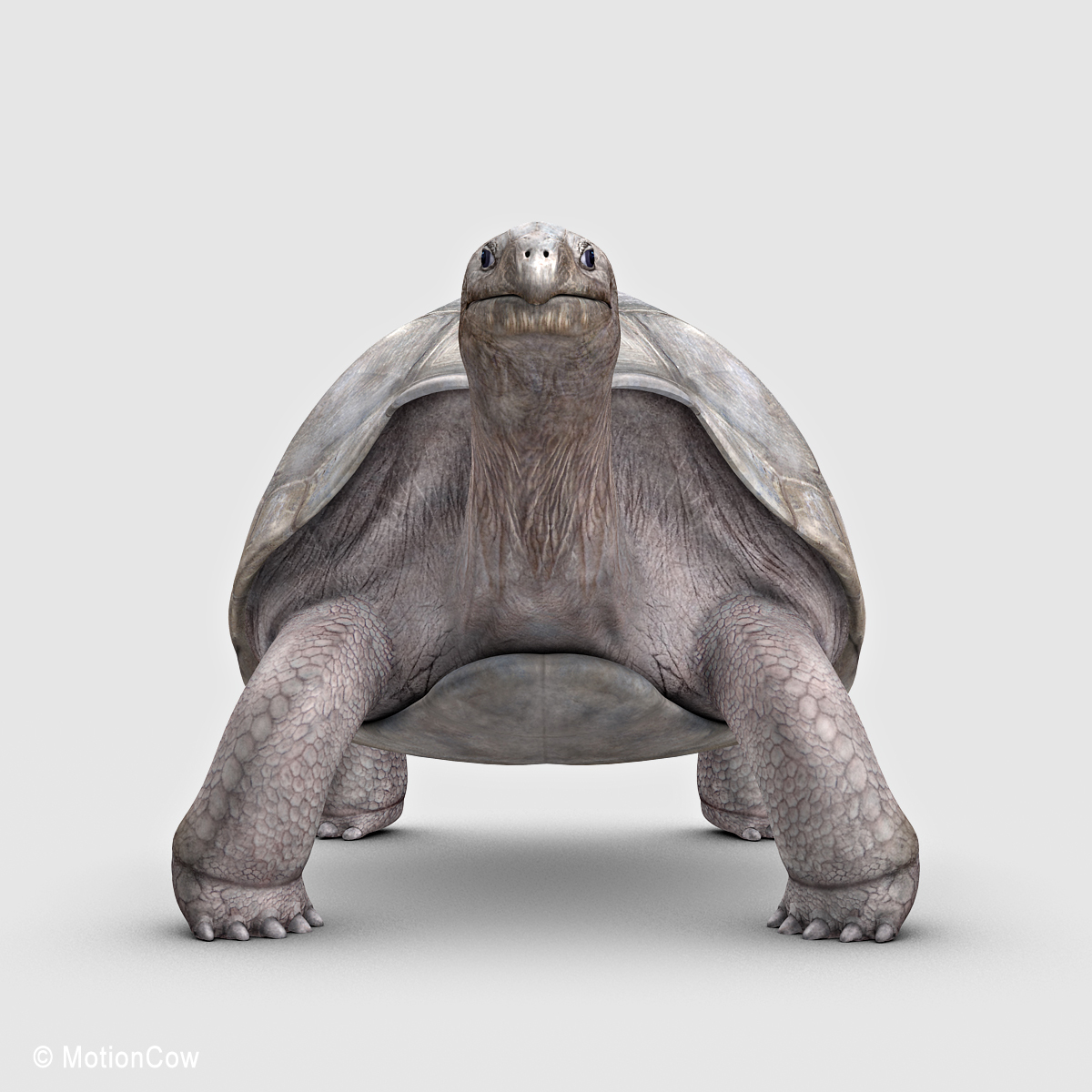 realistic giant tortoise max