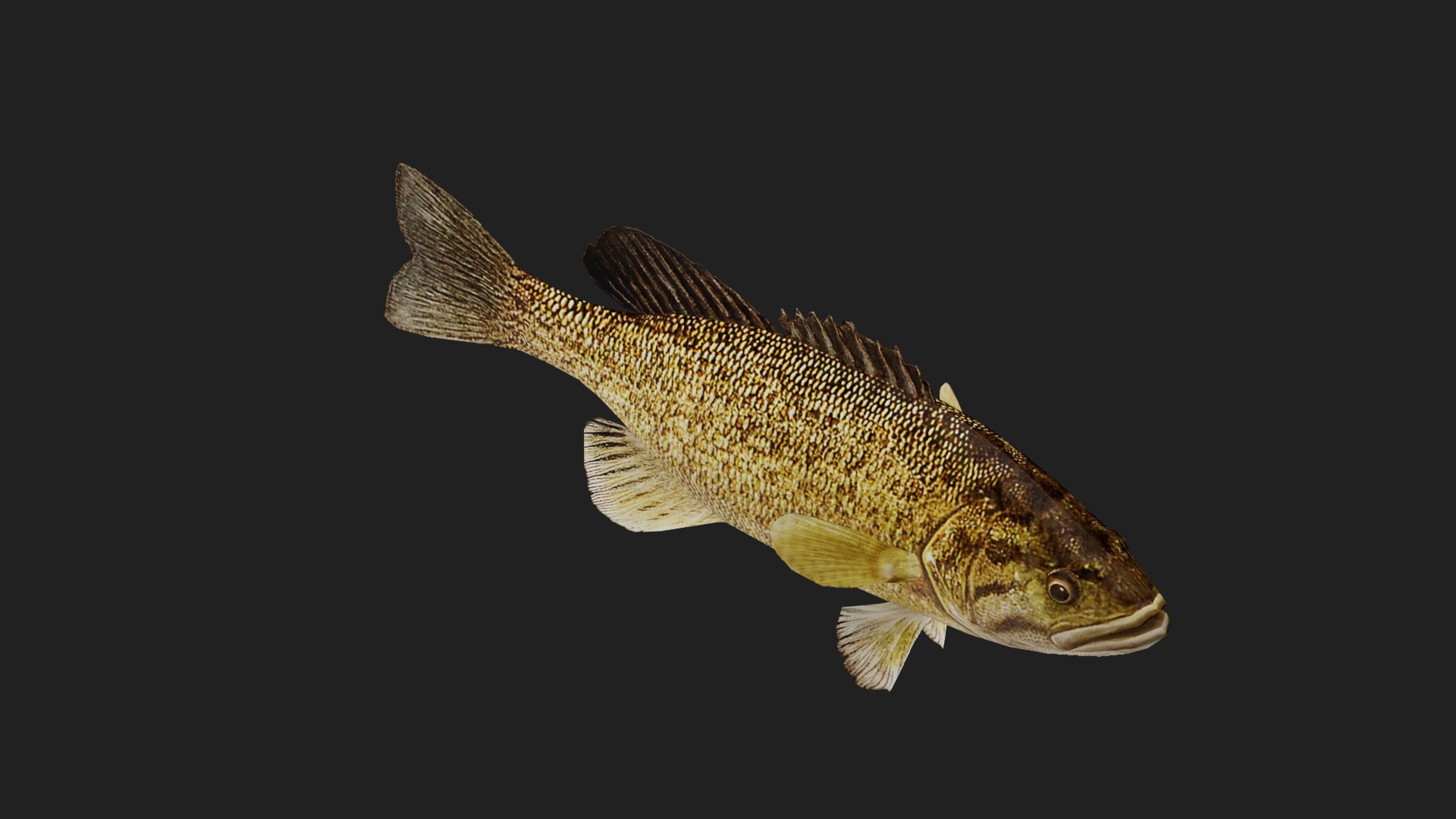 Bass Fish 3D Model - TurboSquid 2123102