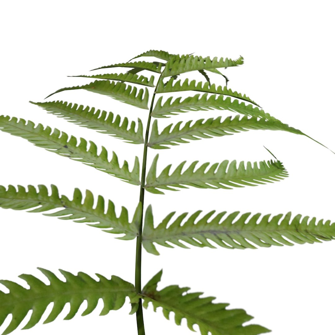 baby fern 3d model