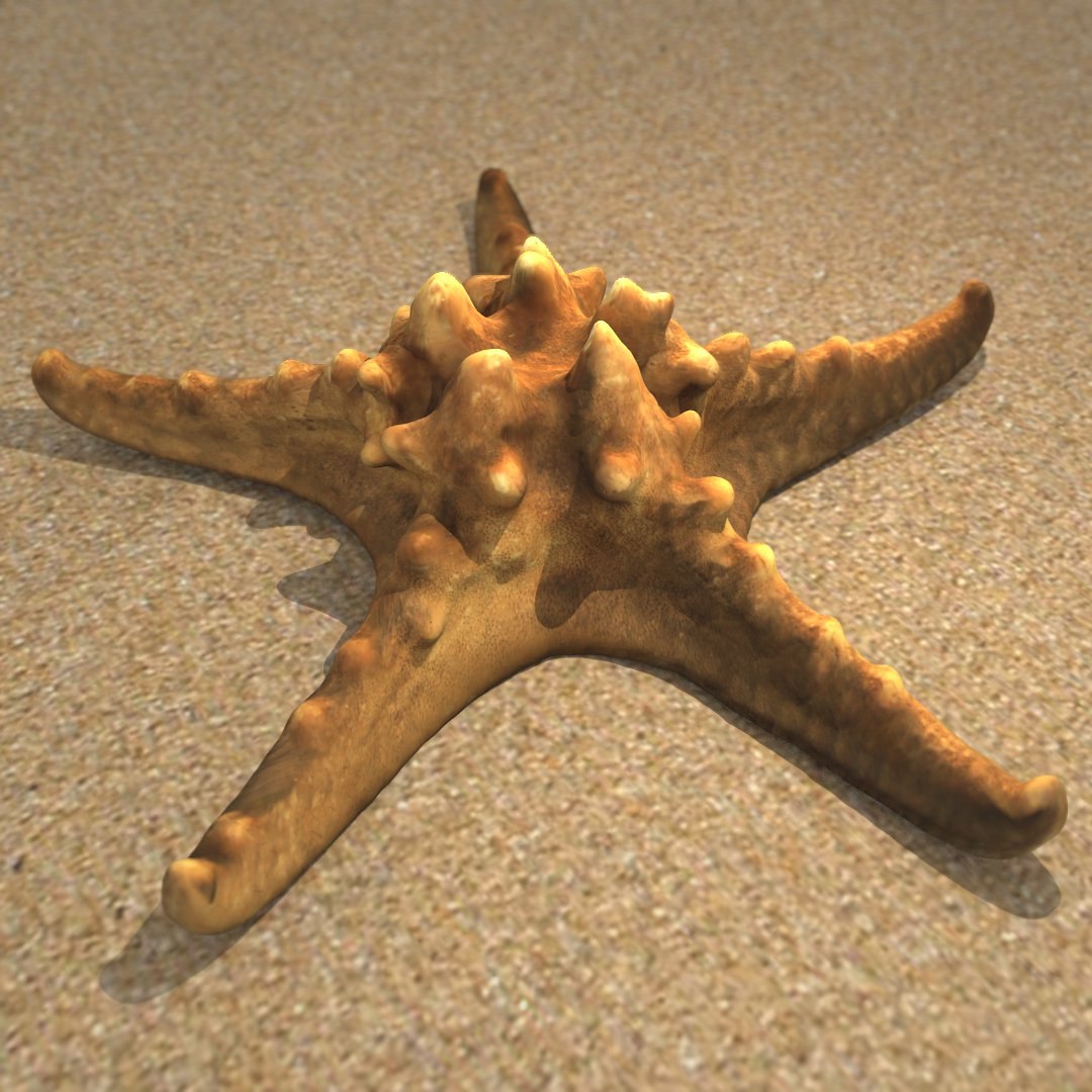 3d Model Starfish Decorating