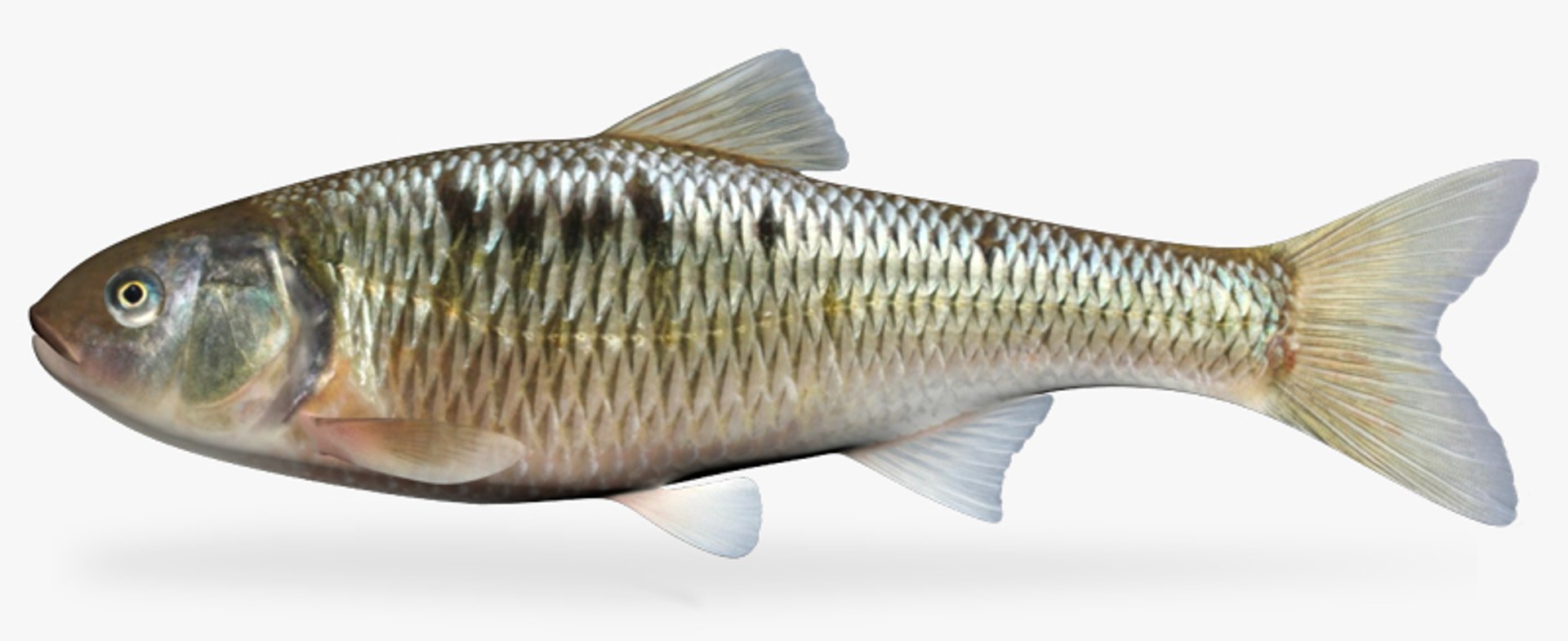 Luxilus Cornutus Common Shiner Fbx