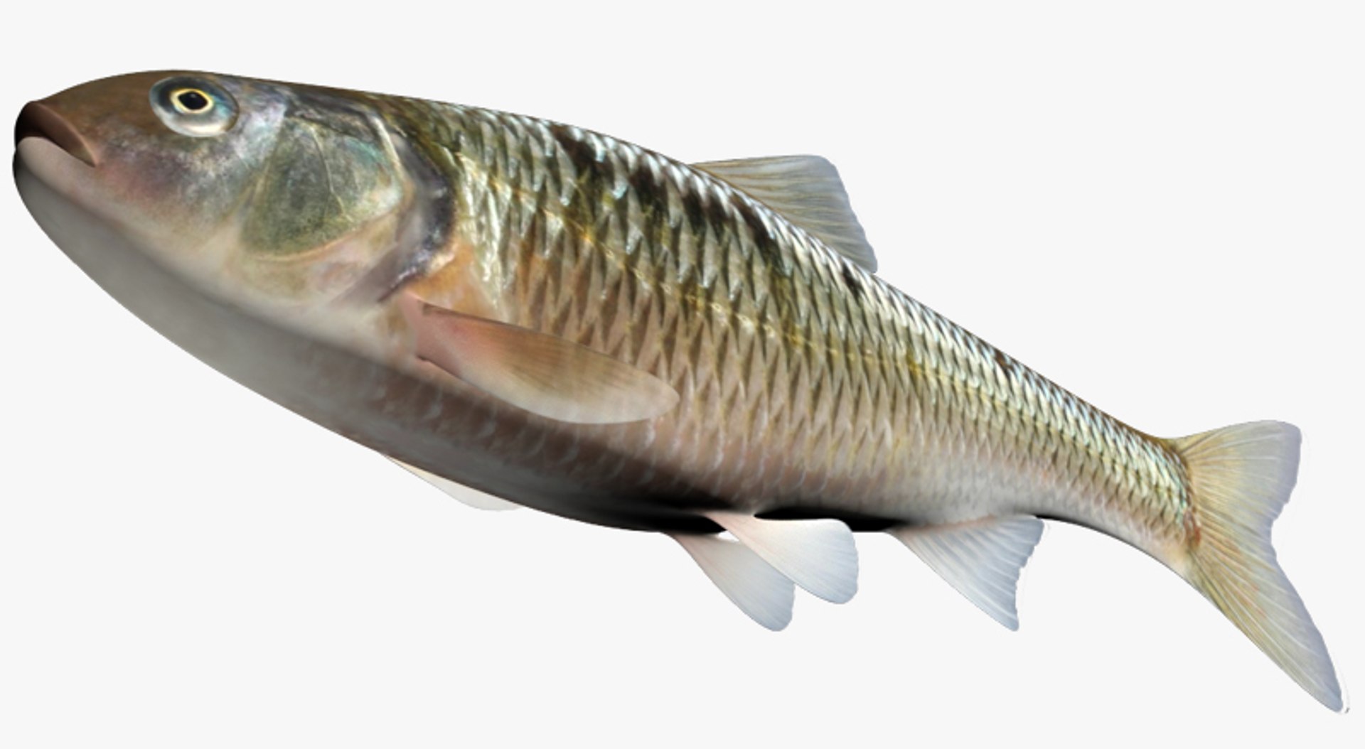 Luxilus Cornutus Common Shiner Fbx