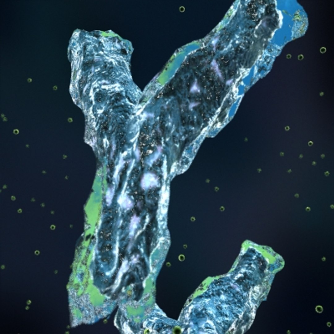 3d Antibodies Model