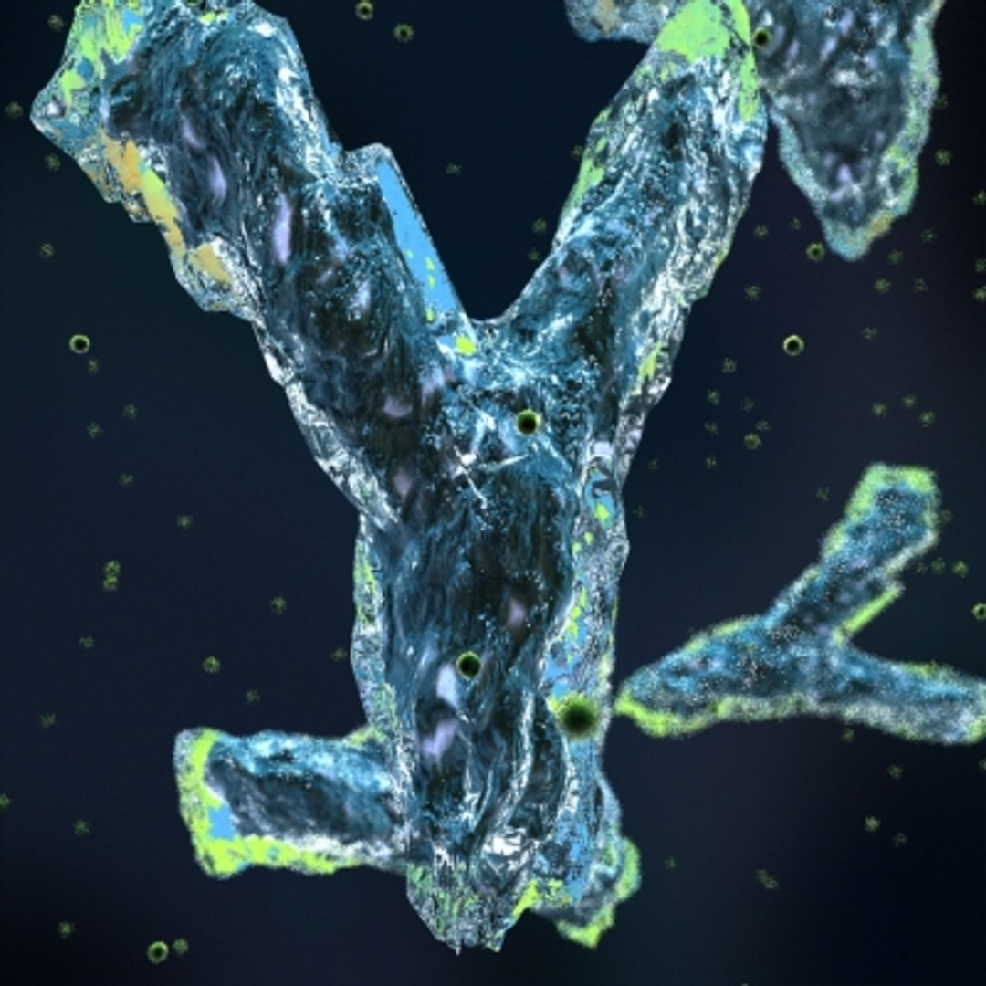 3d Antibodies Model