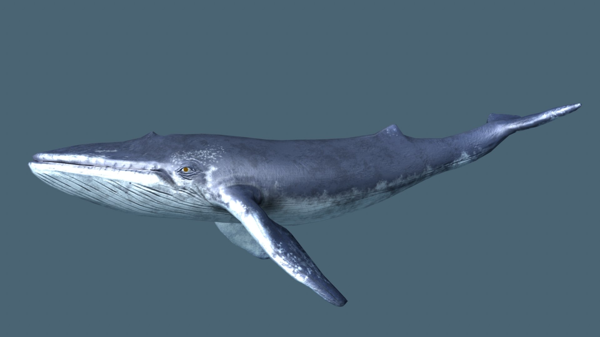modelo 3d ballena - TurboSquid 2197955