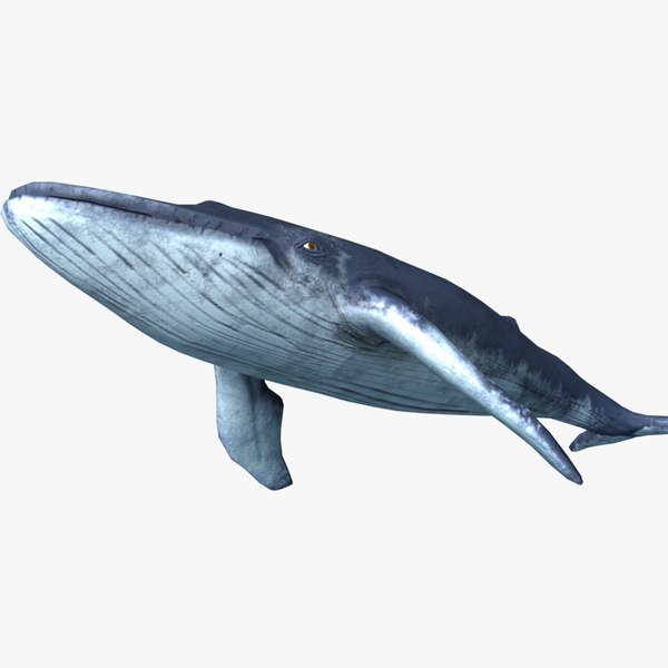 modelo 3d ballena - TurboSquid 2197955