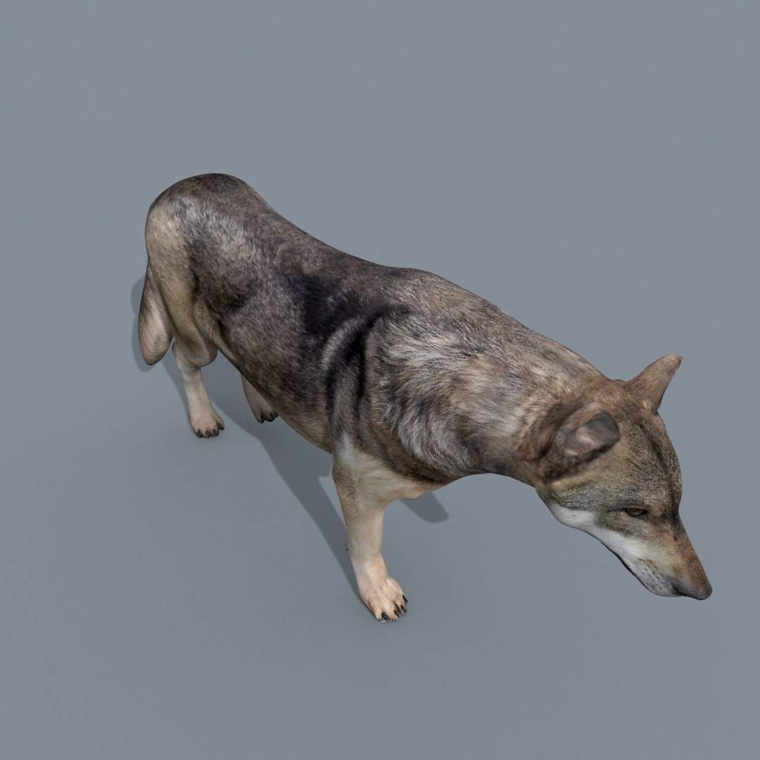 Wolf animation - 3D model - TurboSquid 1419003