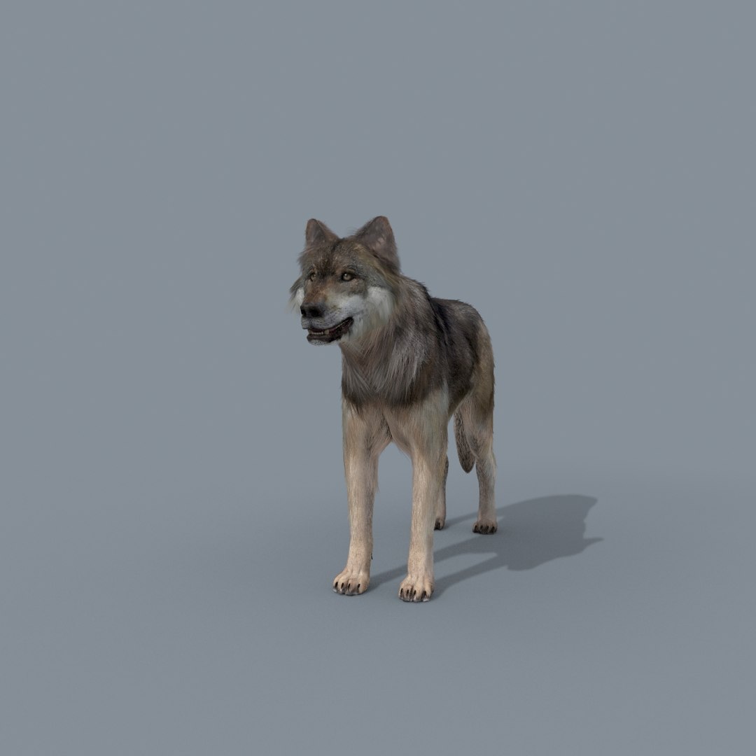 Wolf Animation - 3D Model - TurboSquid 1419003