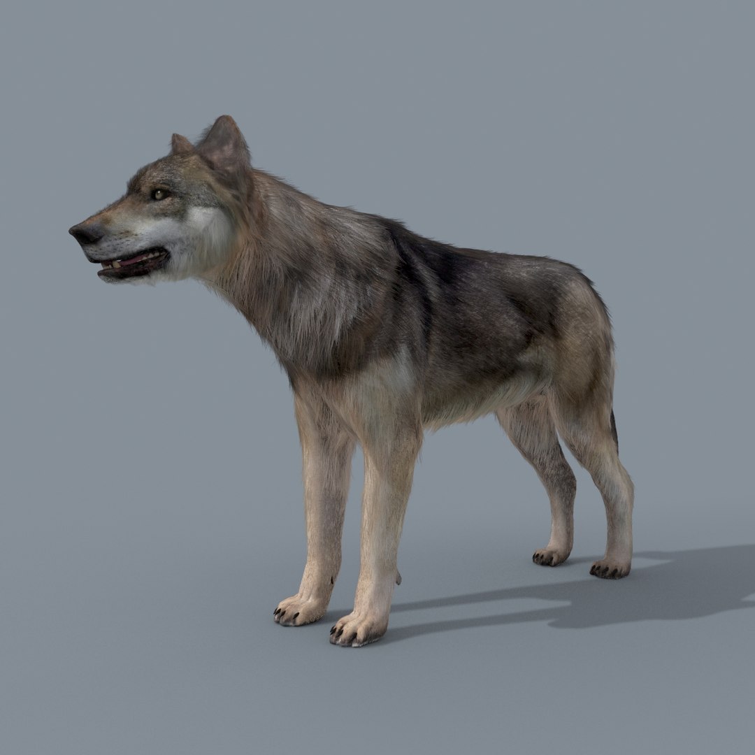 Wolf Animation - 3D Model - TurboSquid 1419003