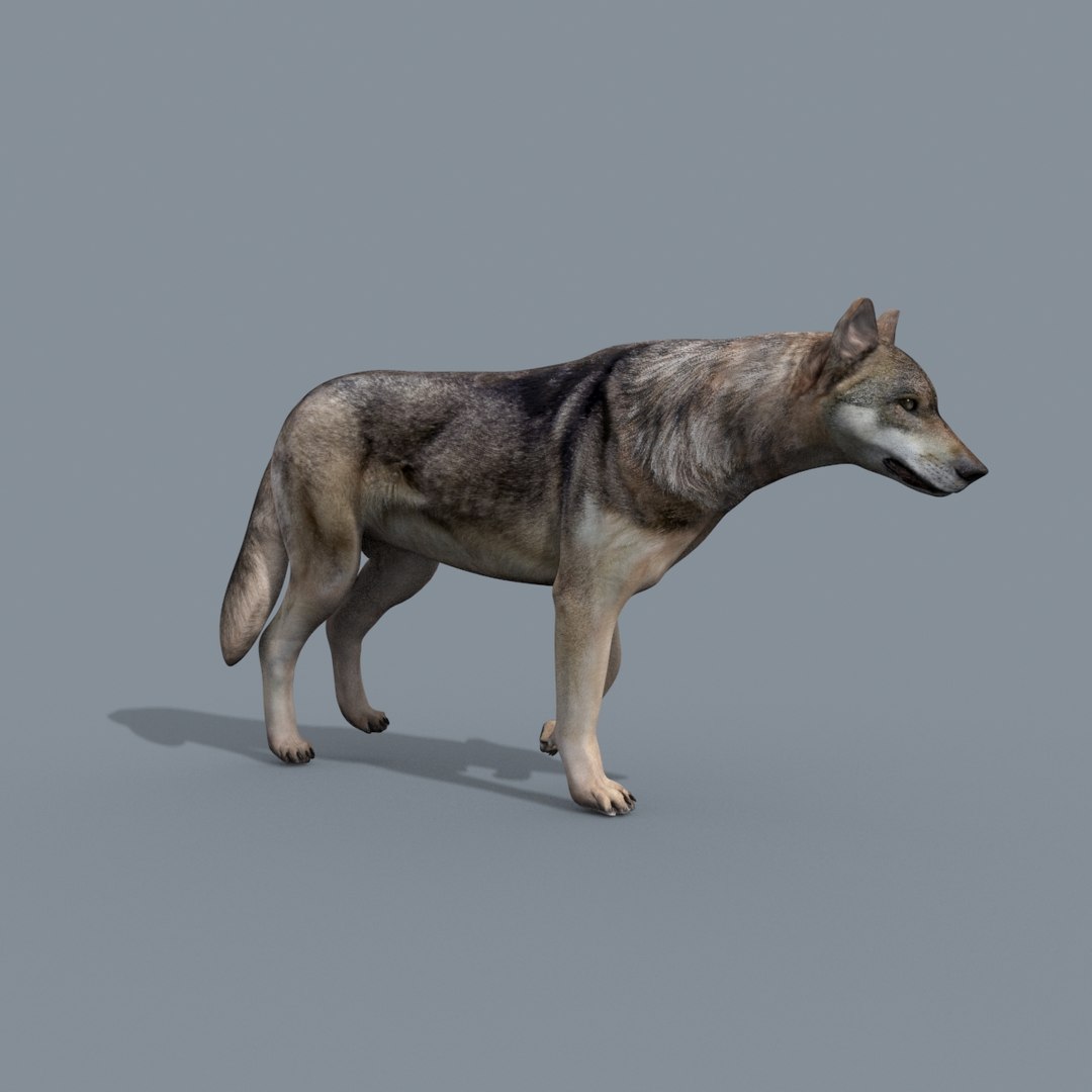 Wolf Animation - 3D Model - TurboSquid 1419003