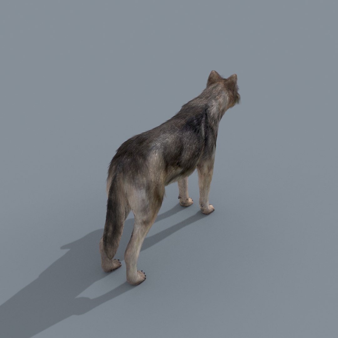 Wolf Animation - 3D Model - TurboSquid 1419003