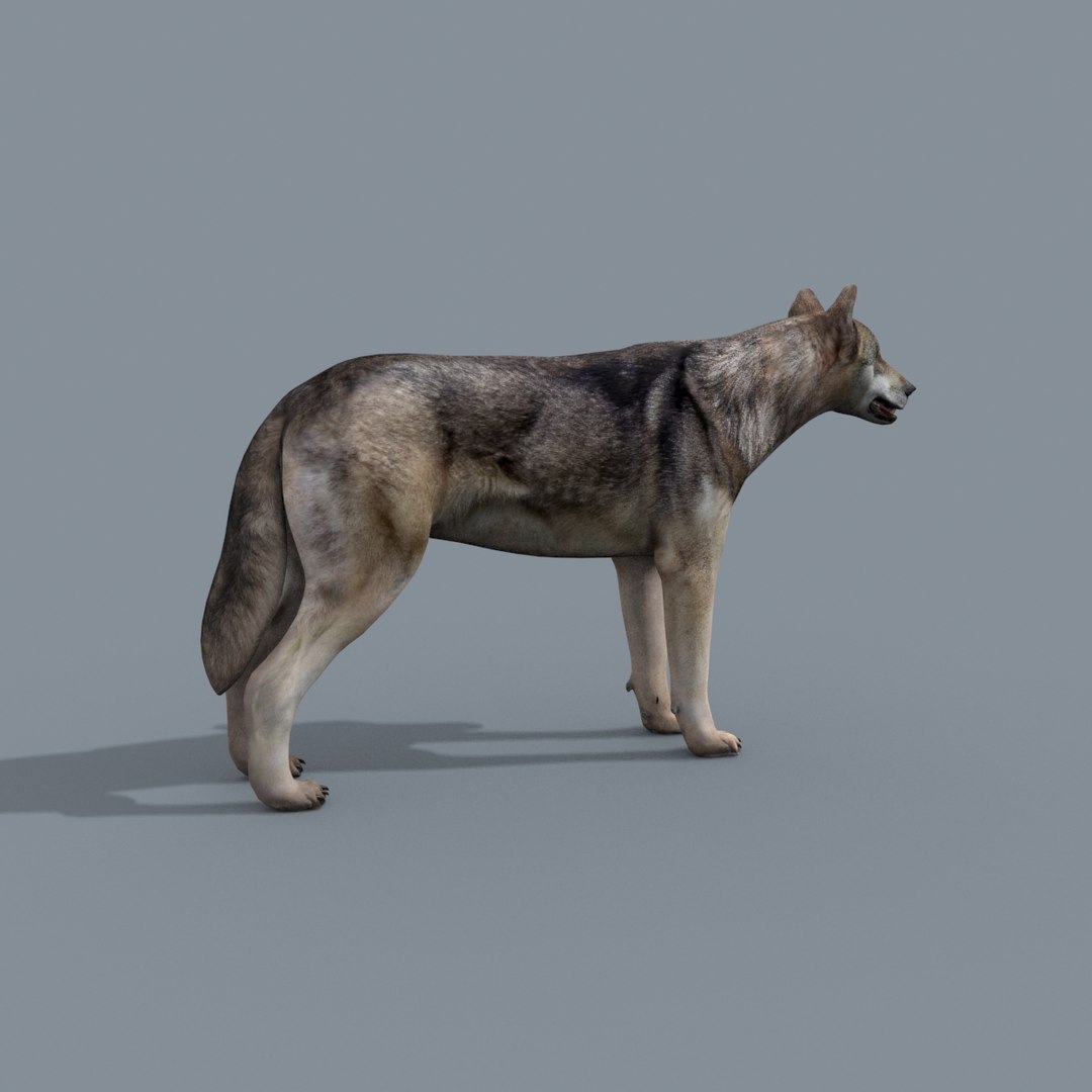 Wolf Animation - 3D Model - TurboSquid 1419003