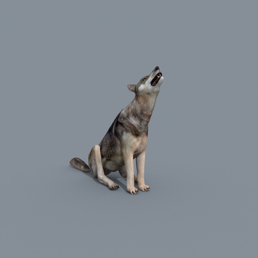 Wolf animation - 3D model - TurboSquid 1419003