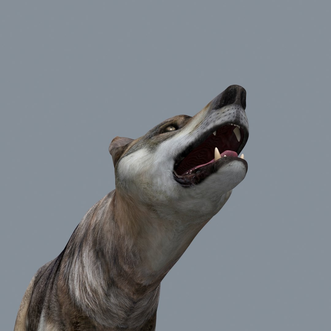 Wolf animation - 3D model - TurboSquid 1419003