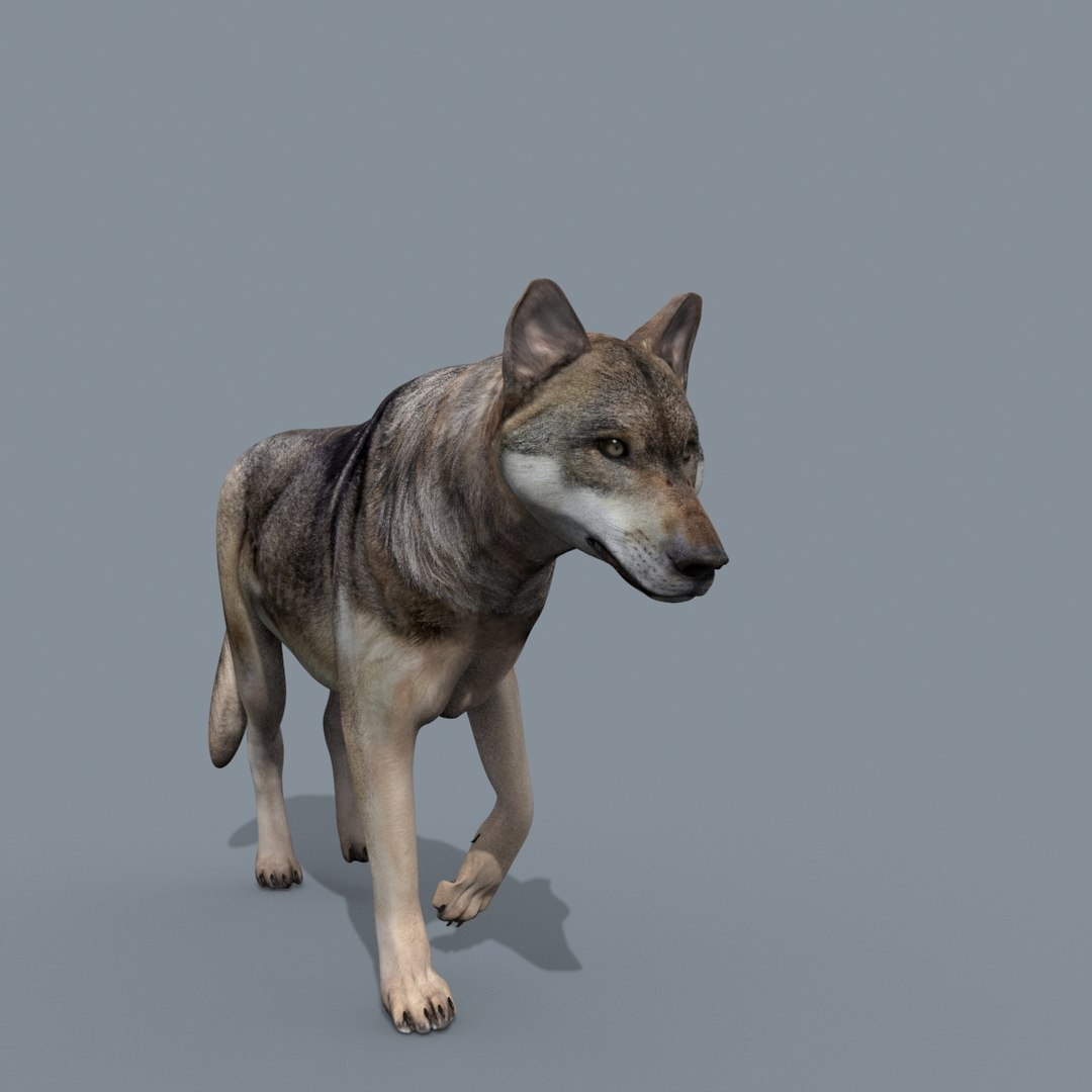 Wolf animation - 3D model - TurboSquid 1419003