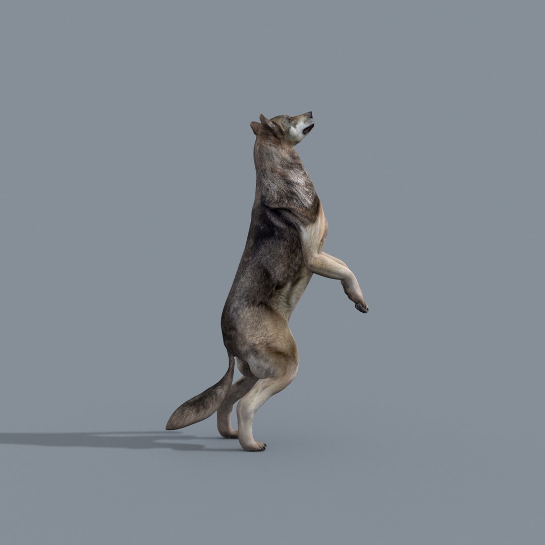 Wolf animation - 3D model - TurboSquid 1419003