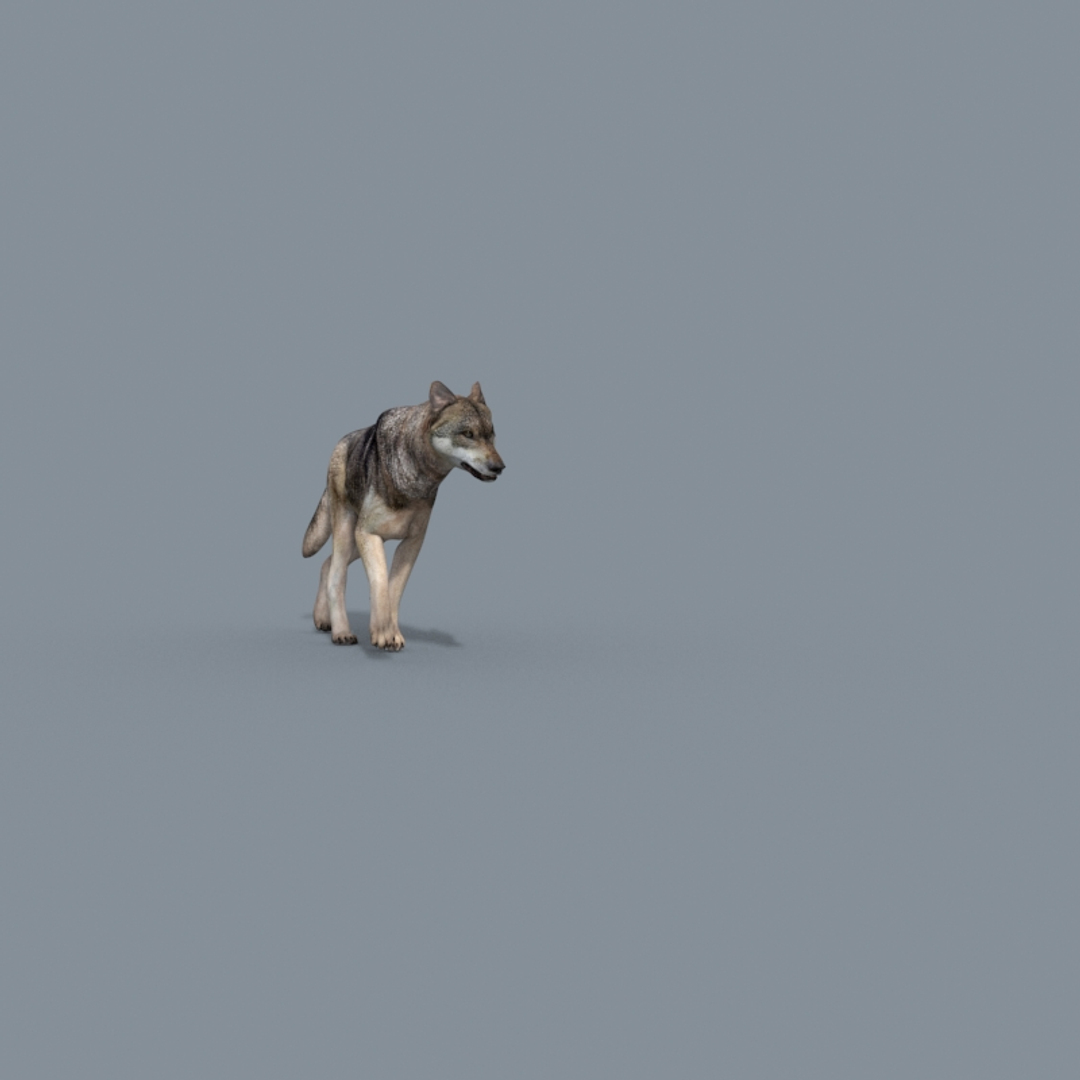 Wolf animation - 3D model - TurboSquid 1419003