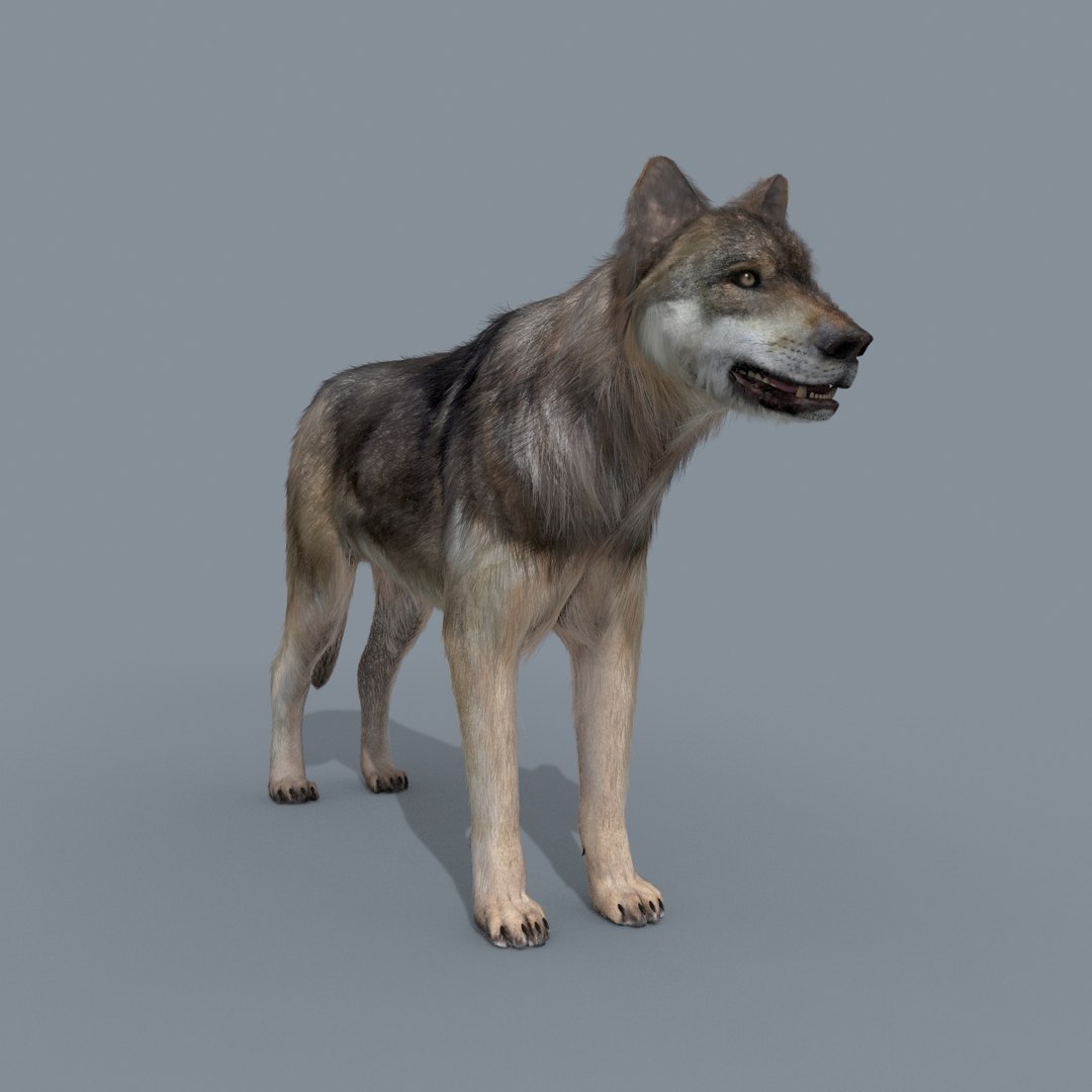 Wolf Animation - 3D Model - TurboSquid 1419003