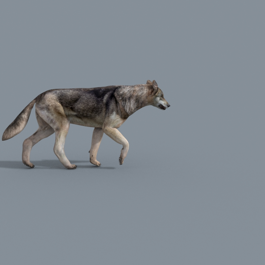 Wolf animation - 3D model - TurboSquid 1419003